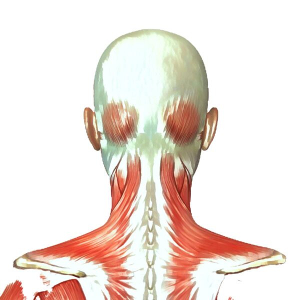 Nackenschmerzen - Flexmate - Faszientools